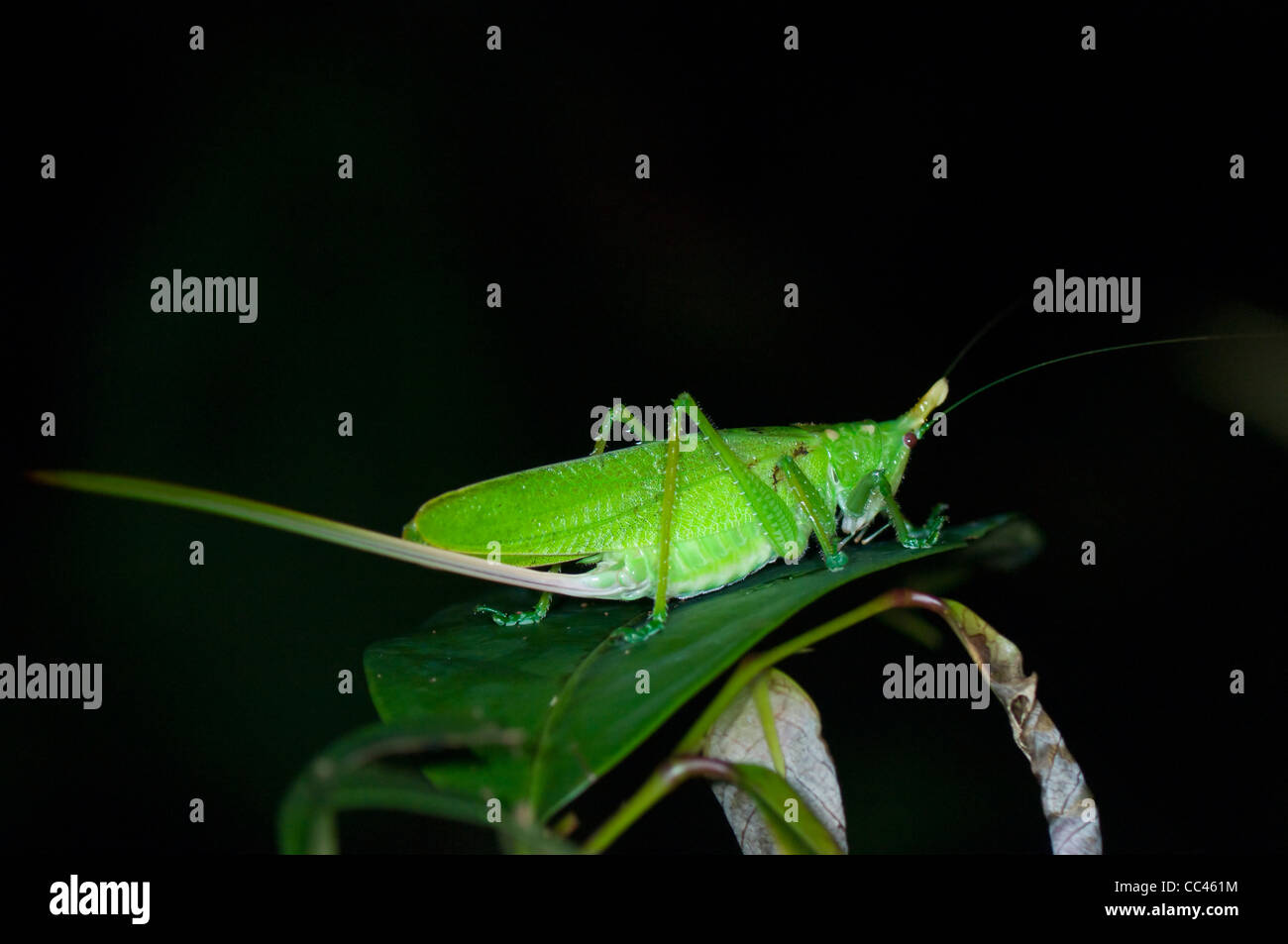 Cone Katydid (Copiphora hastata), Costa Rica Stock Photo - Alamy
