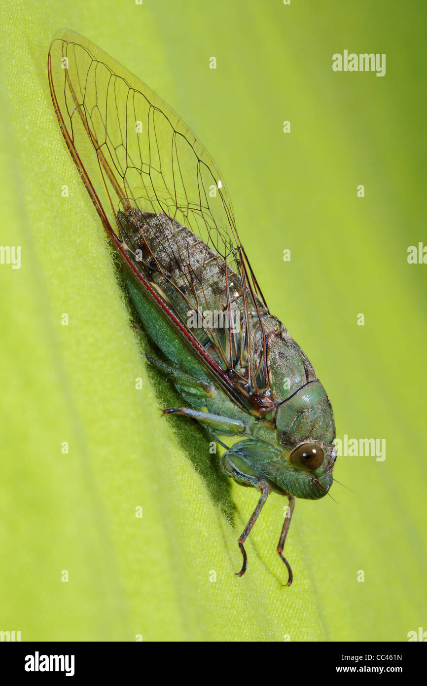 Macro shot full body of cicada Stock Photo - Alamy