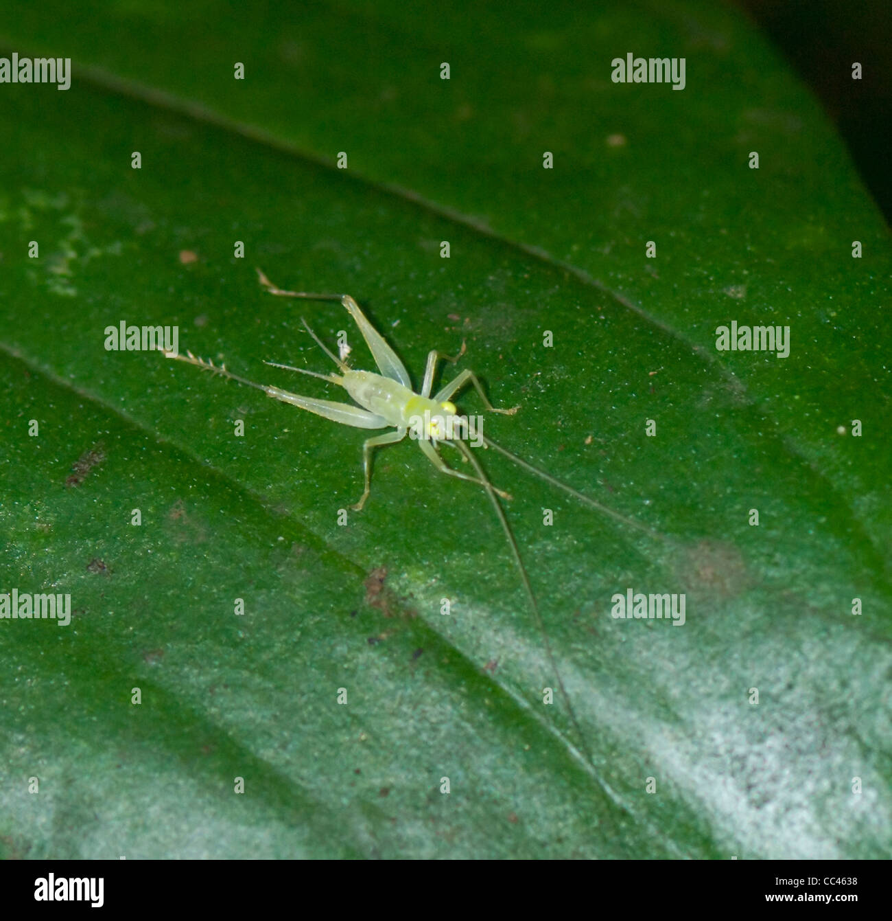 Costa rica insects hi-res stock photography and images - Alamy