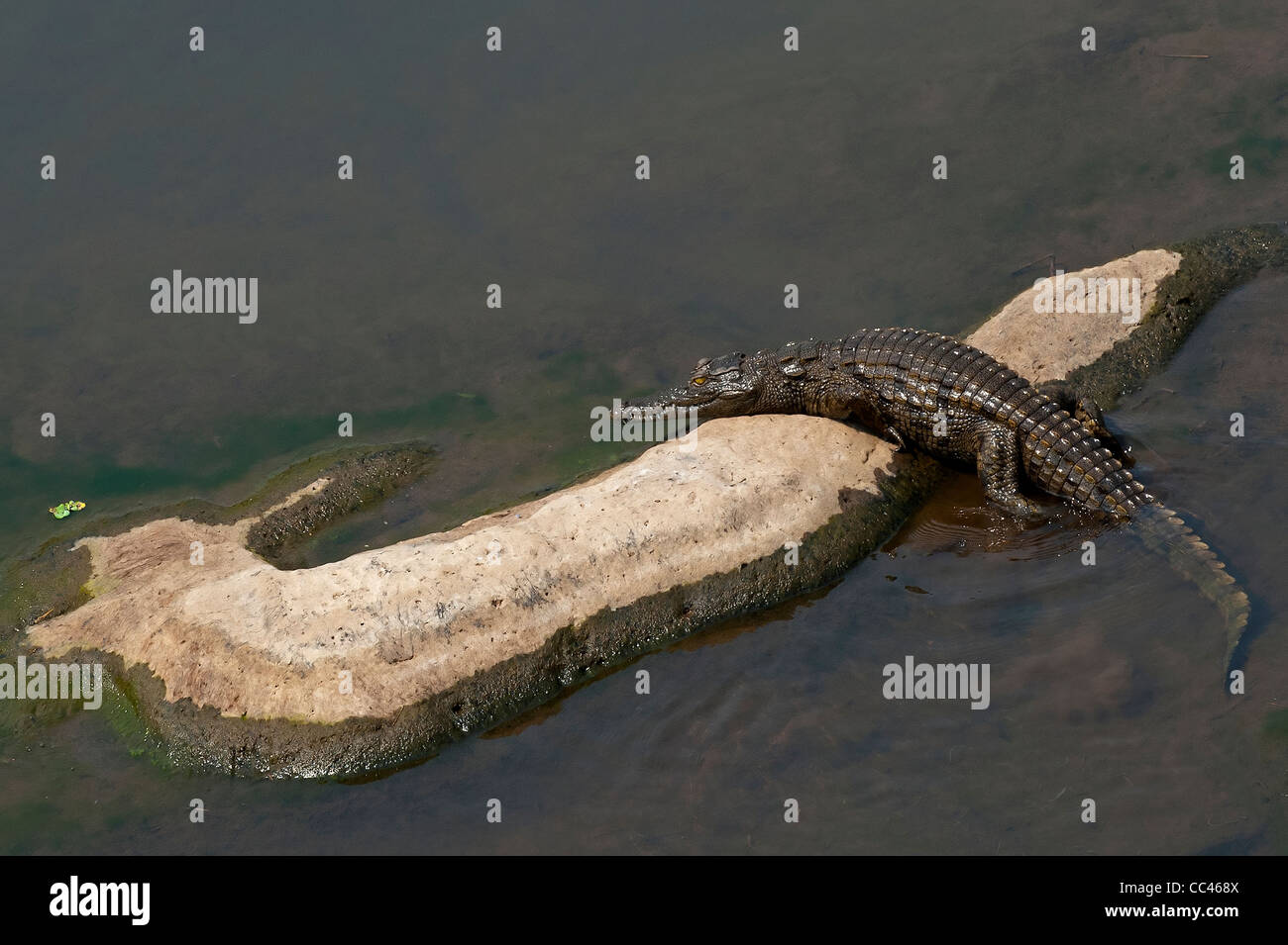 An African Crocodile resting in a river Stock Photo - Alamy
