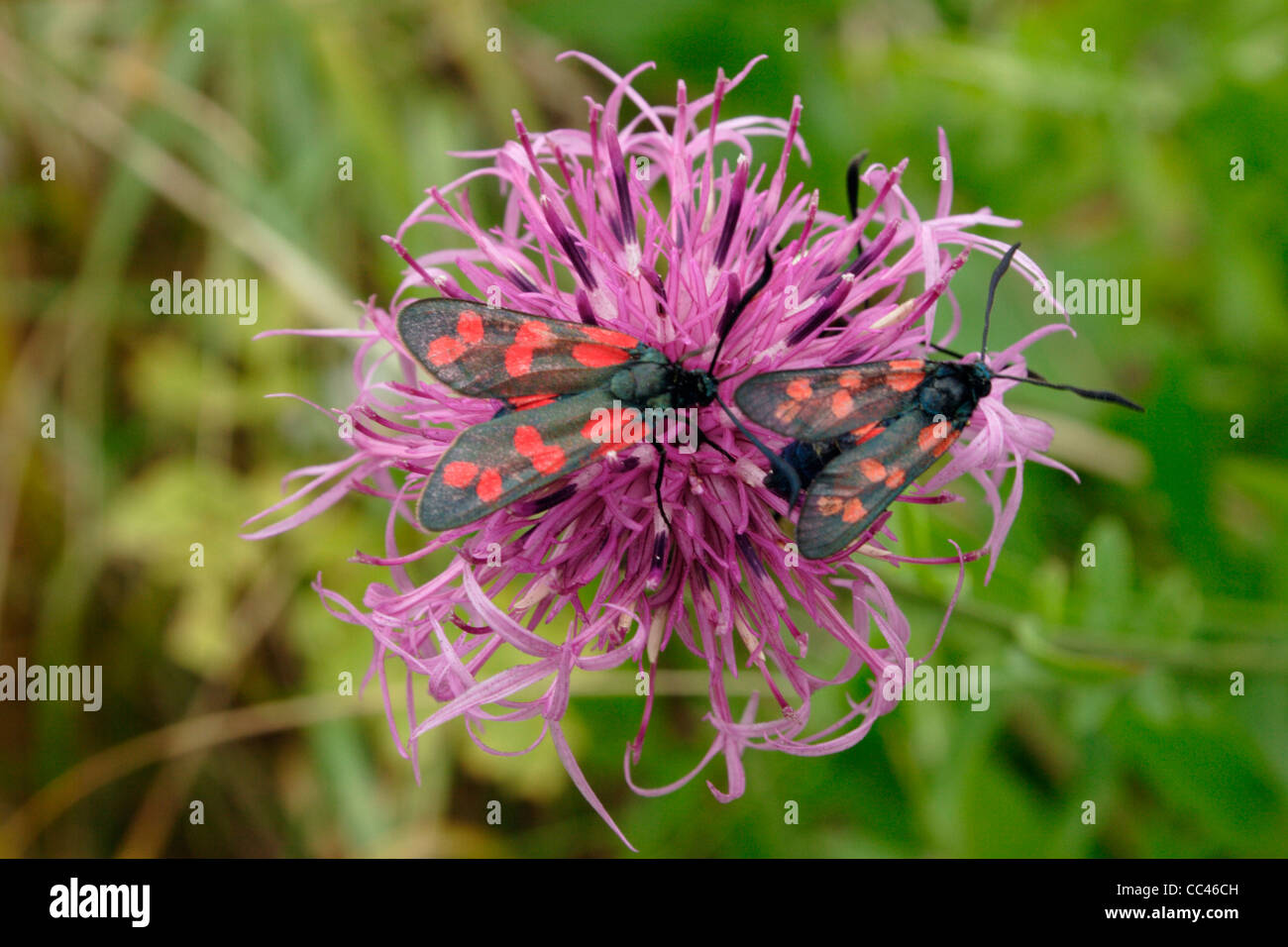 6-spot burnet moths (Zygaena filipendulae) on knapweed, UK Stock Photo ...