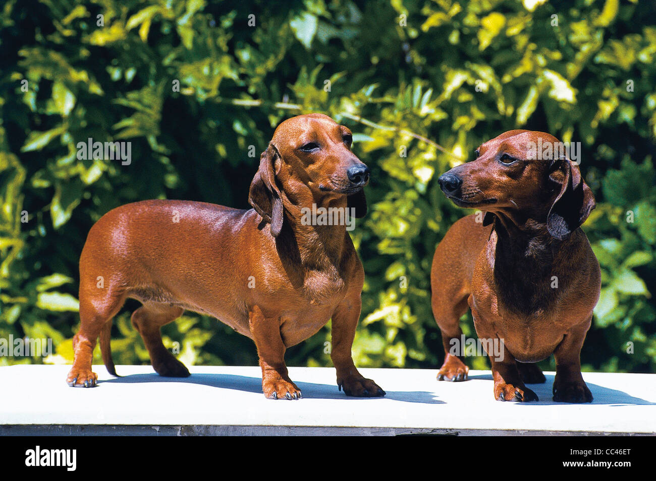 Dogs Bassotti Shorthair Stock Photo - Alamy