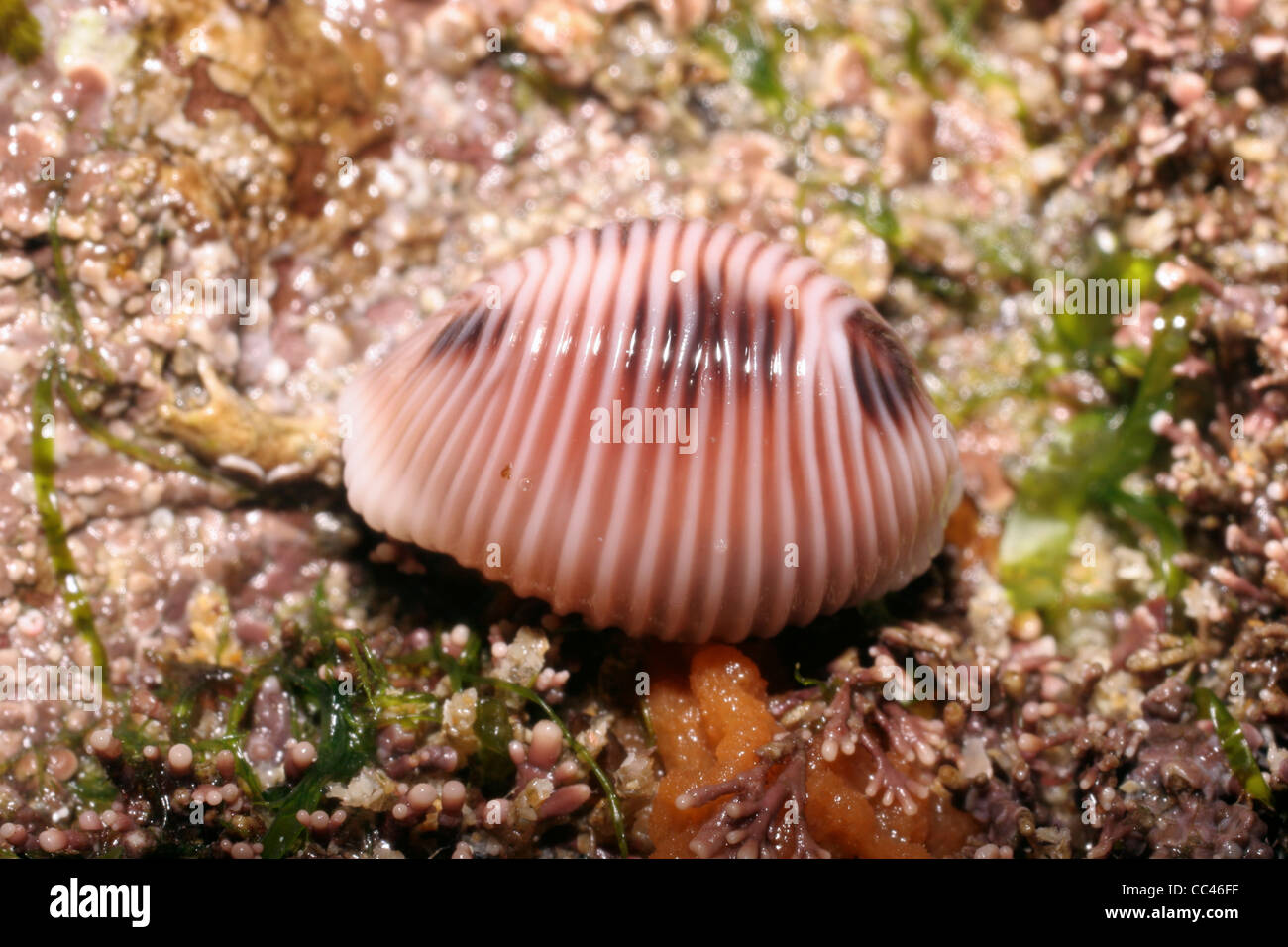 Sea creatures rock pool uk hi-res stock photography and images - Alamy