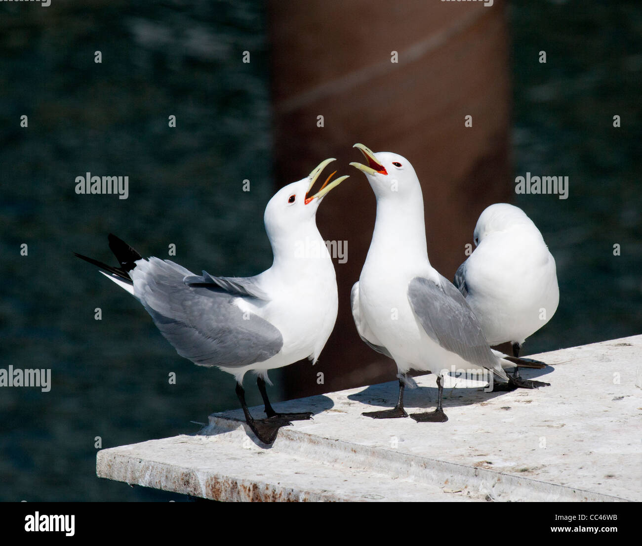 Black legged Kittiwakes Courting Behavior Stock Photo - Alamy