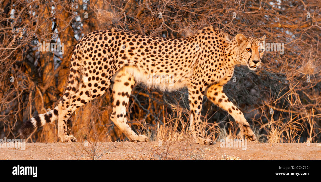 Sunset cheetah hi-res stock photography and images - Alamy