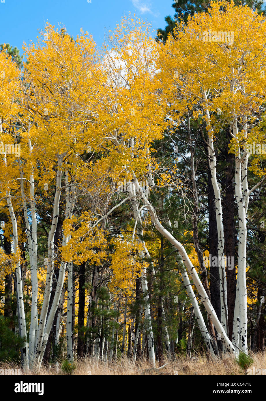 Aspen trees in fall colour hi-res stock photography and images - Alamy