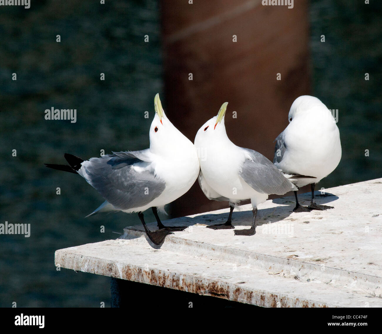 Black legged Kittiwakes Courting Behavior Stock Photo - Alamy