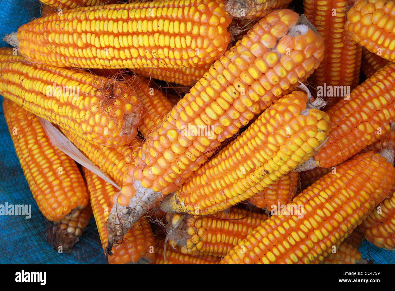 Harvested corn plant hi-res stock photography and images - Alamy