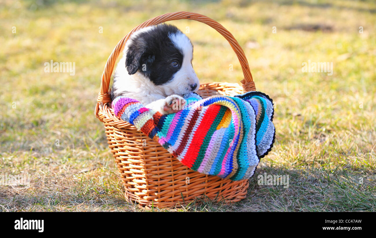 shepherd romanian dog Stock Photo - Alamy