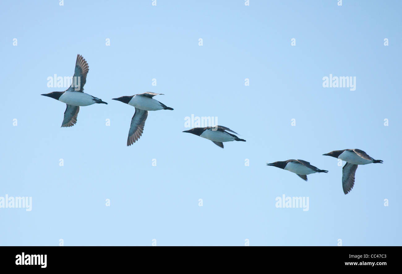 Common Murres in Flight Stock Photo - Alamy