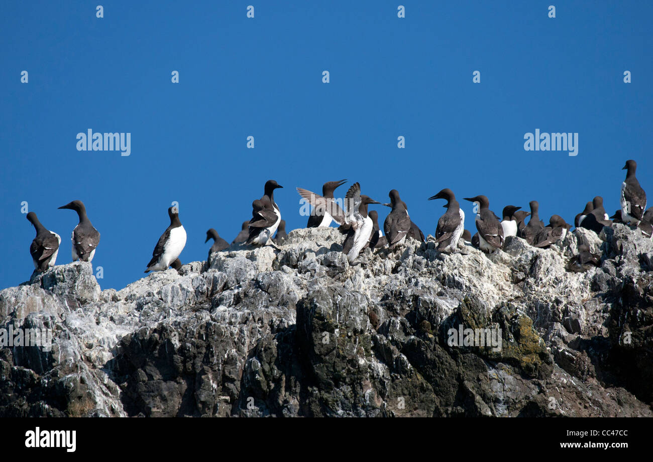 Common Murres on Gull Island Alaska Stock Photo - Alamy