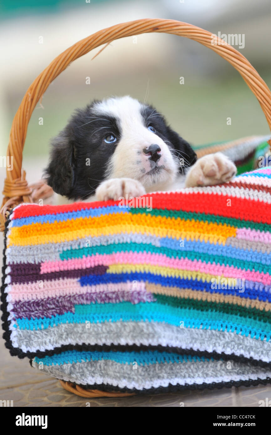 What Dog Breeds Are Sold In Romania