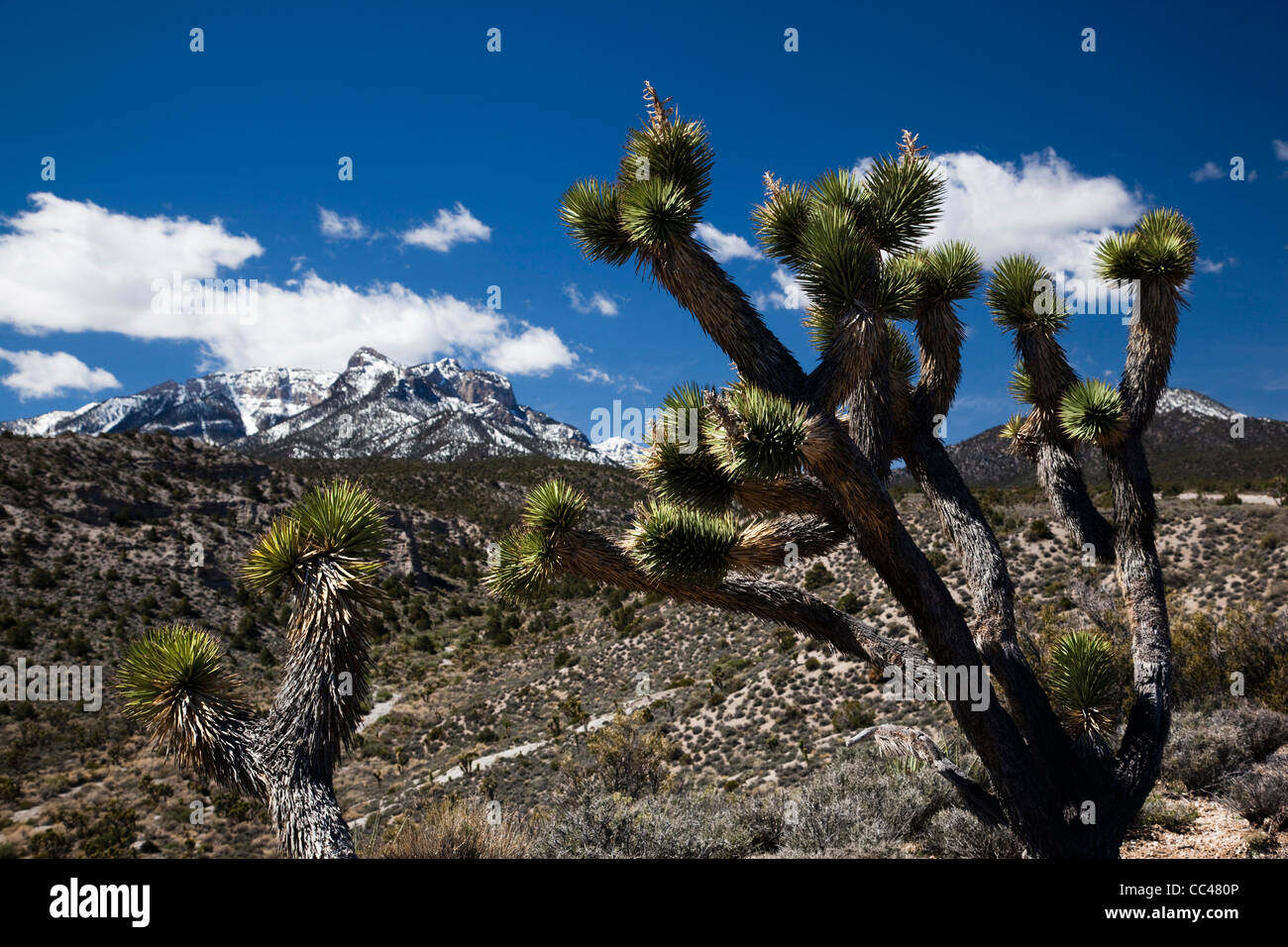 USA, Nevada, Las Vegas Area, Mt. Charleston, mountain landscape Stock ...