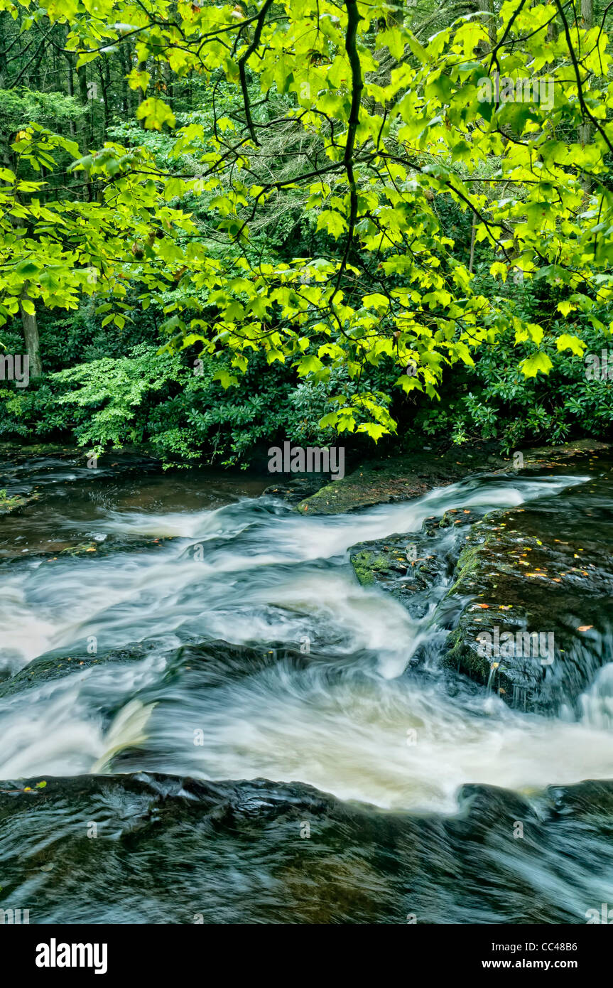 USA, Pennsylvania, Dingman's Ferry. Dingman's Creek flows through ...