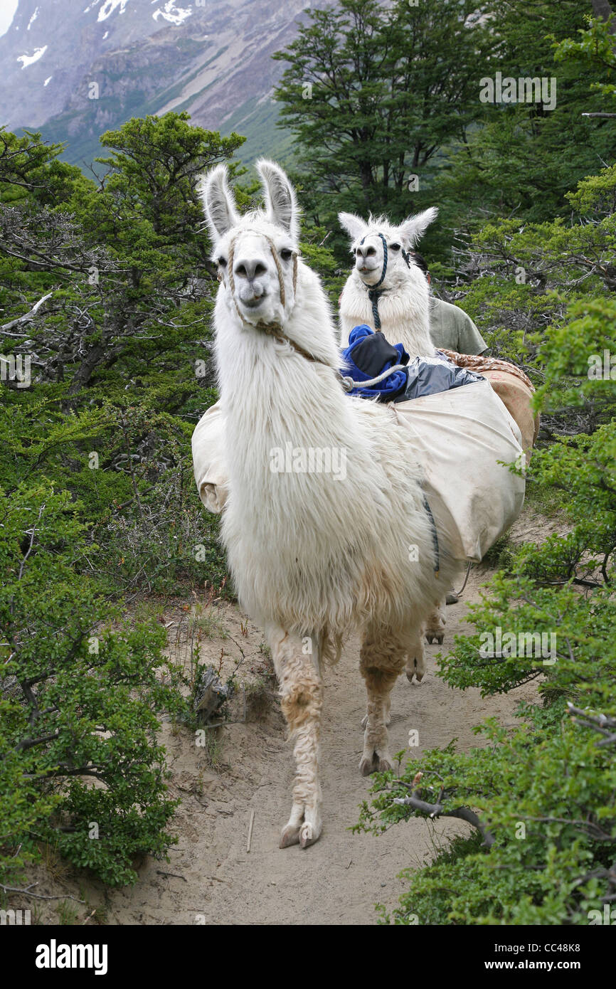 Two llamas (Lama glama) with load on hiking trail in the Andes near El ...
