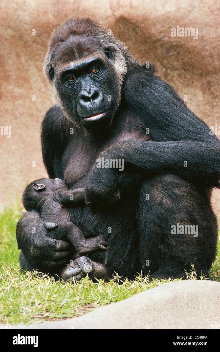 Zoology With Small Primates Lowland Gorillas (Gorilla Gorilla Gorilla ...