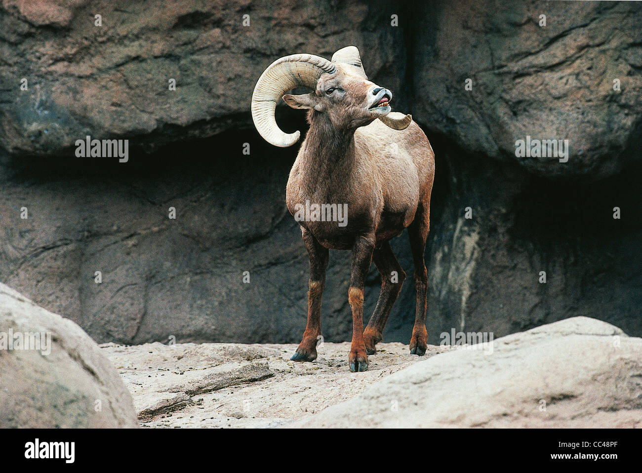 Canadensismexicana hi-res stock photography and images - Alamy