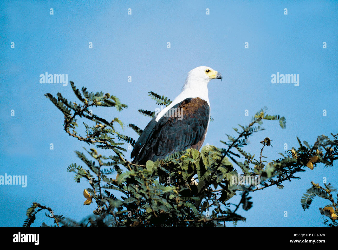 Birds: Falconiformes AAmerican Eagle Head White (Heliaetus ...