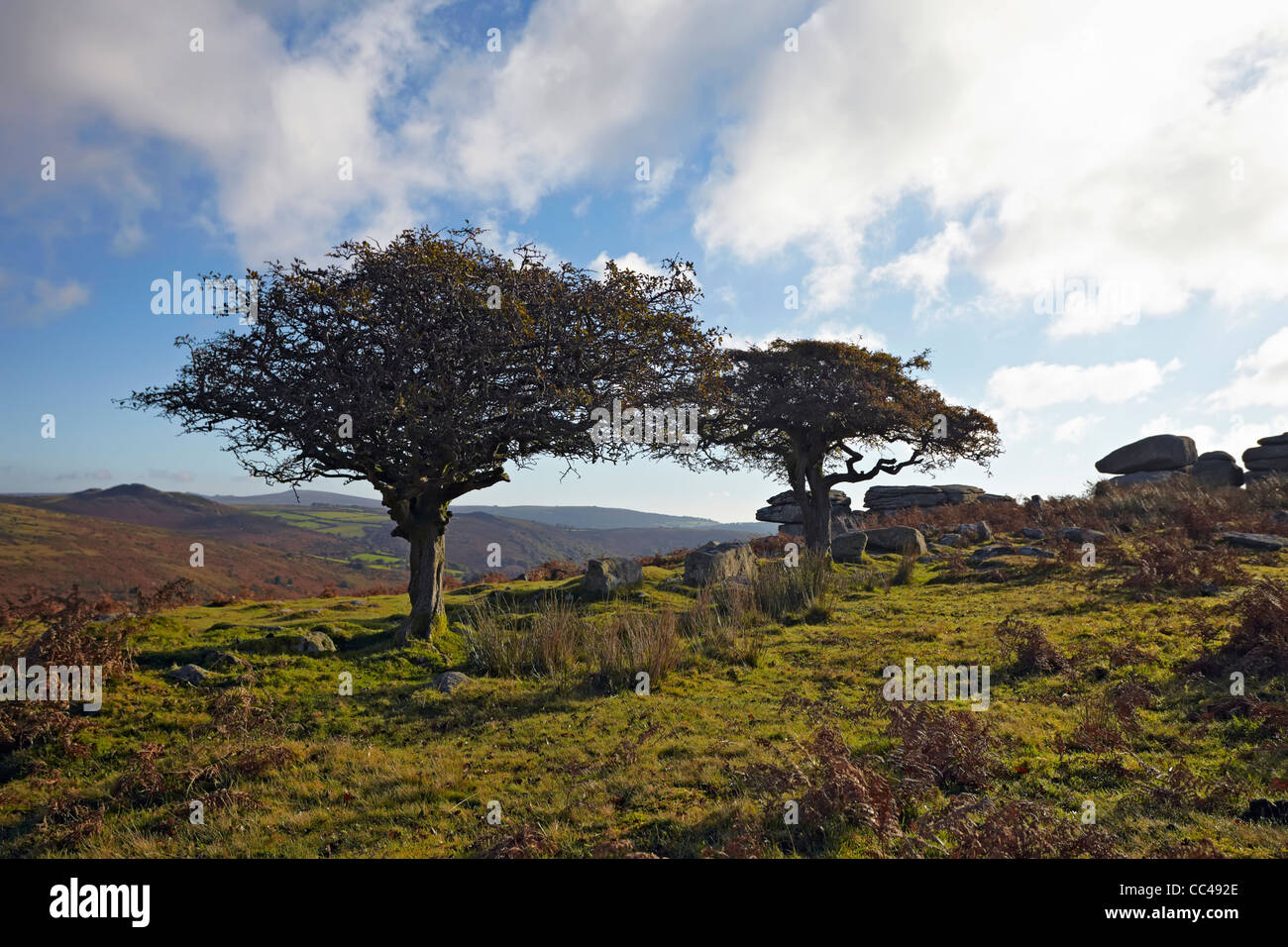 Windswept trees moor hi-res stock photography and images - Alamy
