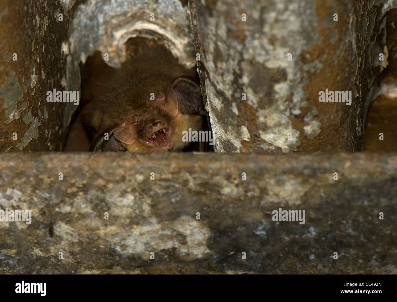 Bat wing close up hi-res stock photography and images - Alamy