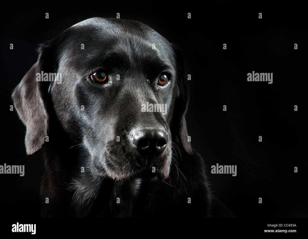 Canine rugby hi-res stock photography and images - Alamy