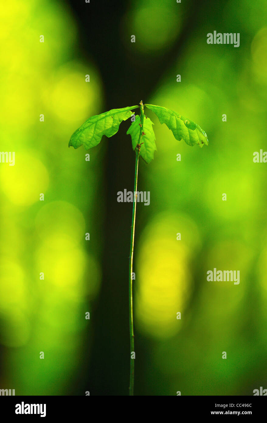 Close up view of Irish oak sapling with parent tree in silhouette Stock ...