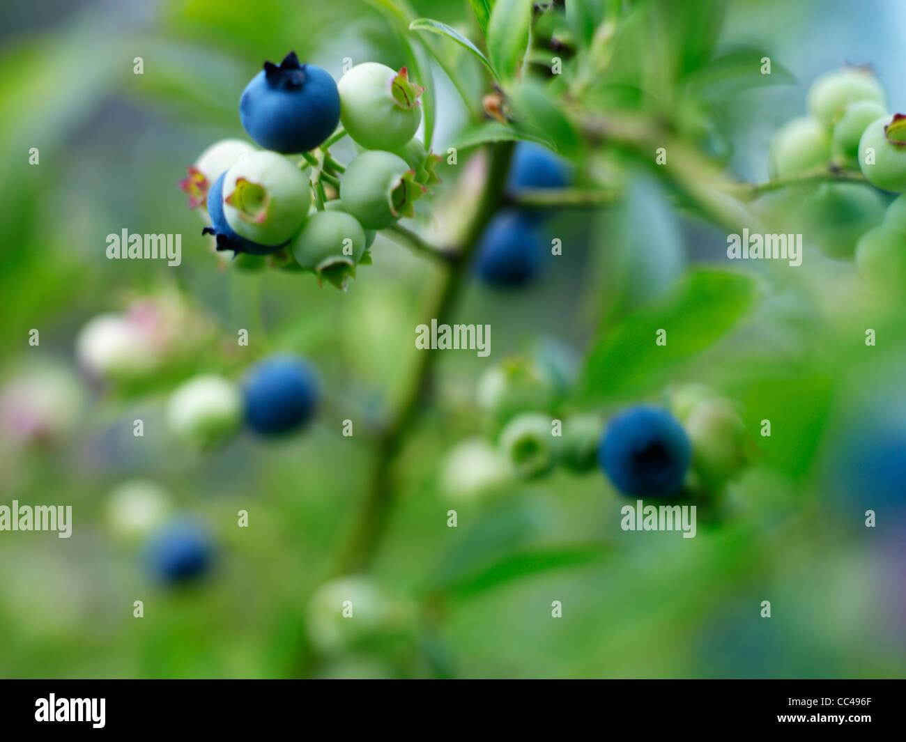 Blueberries bush growing hi-res stock photography and images - Alamy