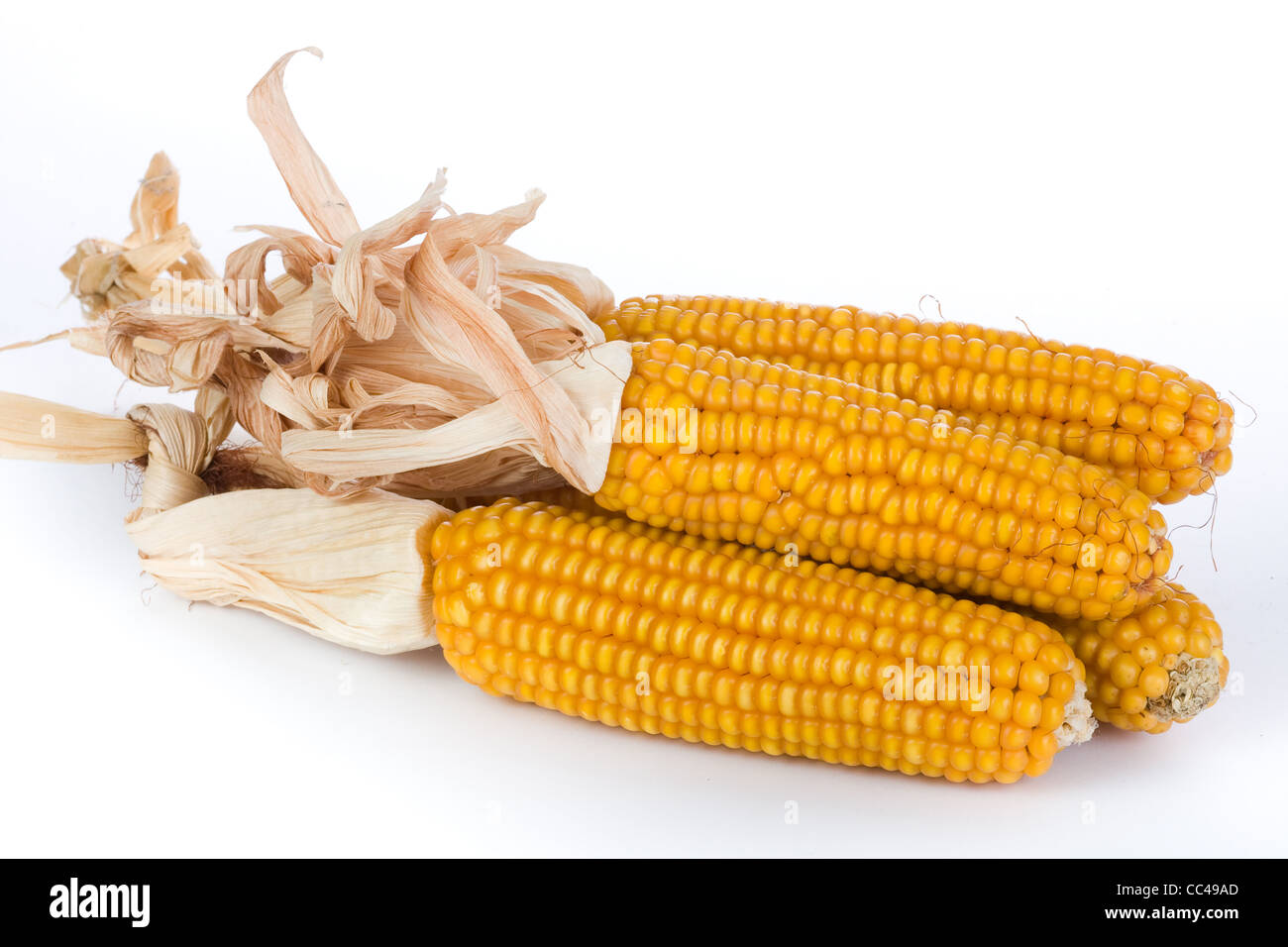 Ripe corn against bright background Stock Photo - Alamy