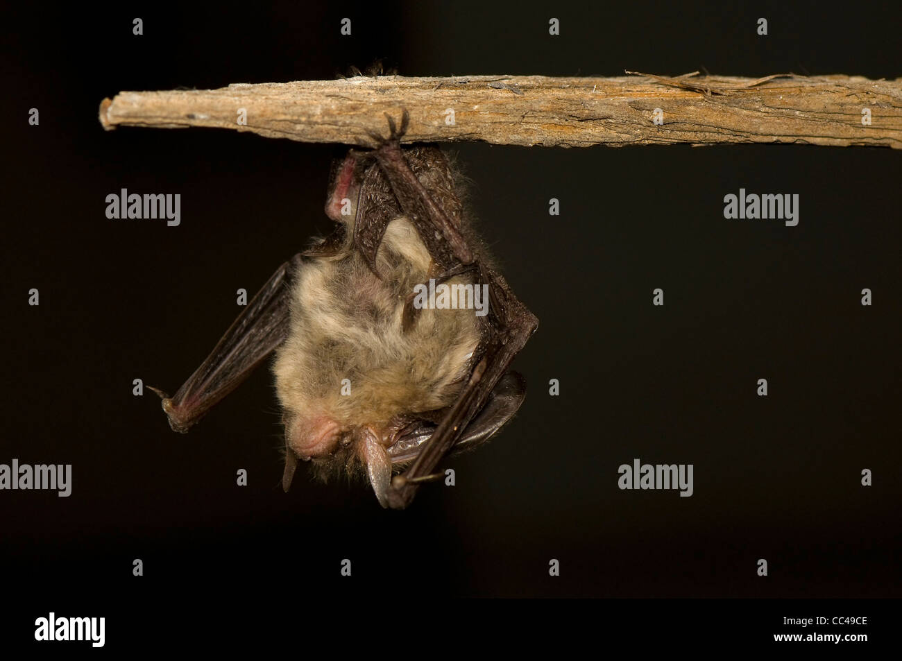 Bat wing close up hi-res stock photography and images - Alamy