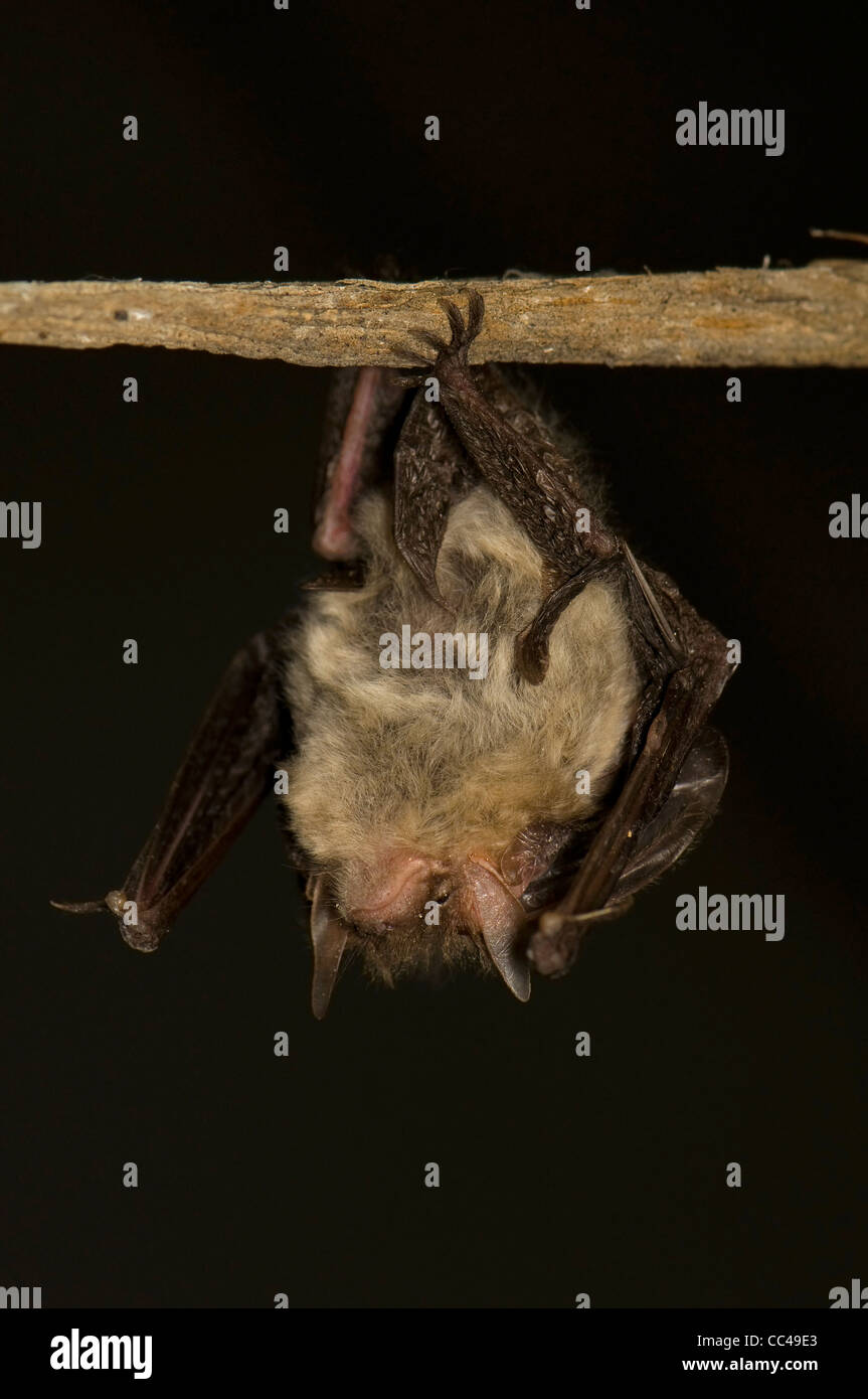 Bat wing close up hi-res stock photography and images - Alamy