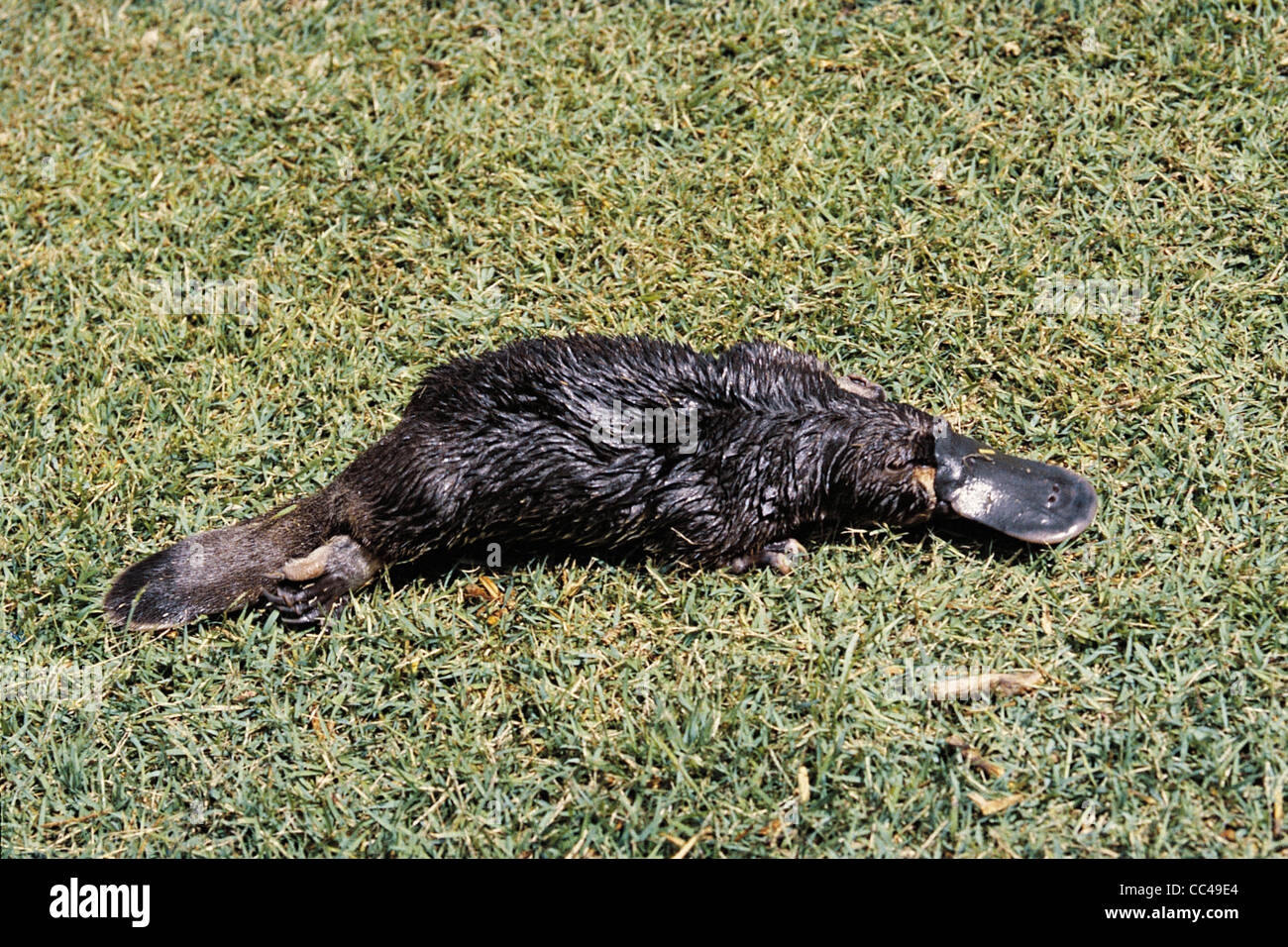 Zoology: Monotreme Platypus (Ornithorhyncus Anatinus Stock Photo - Alamy