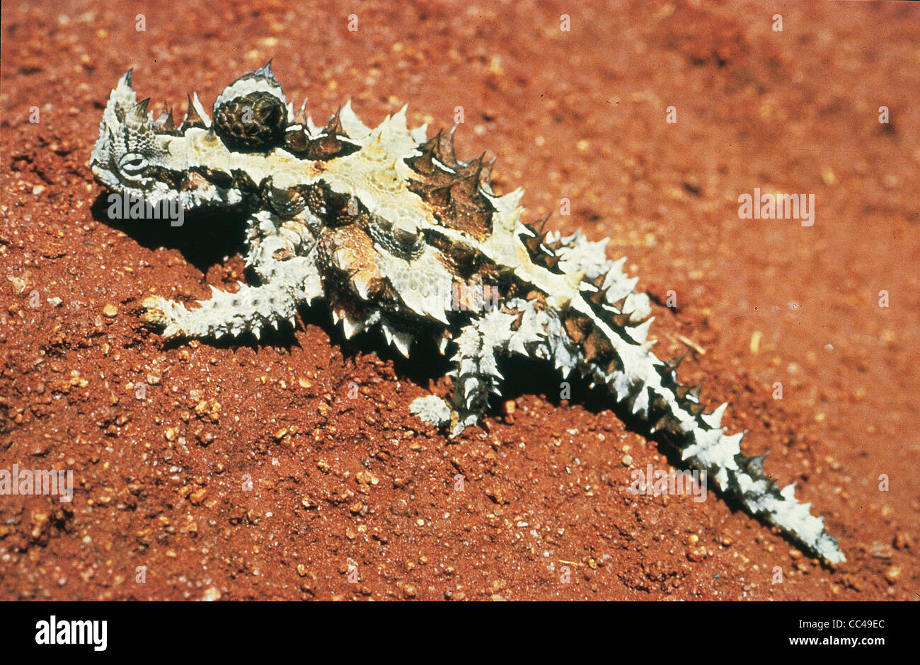 Reptiles: Scale Moloch (Moloch Horridus Stock Photo - Alamy