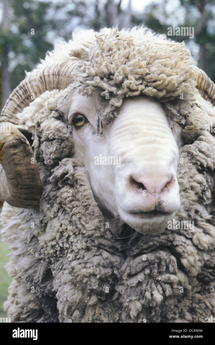 Zoology - Cattle - Sheep - Merino Sheep (Ovis Stock Photo - Alamy