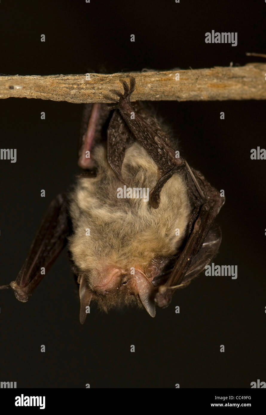 Bat fly mouth hi-res stock photography and images - Alamy