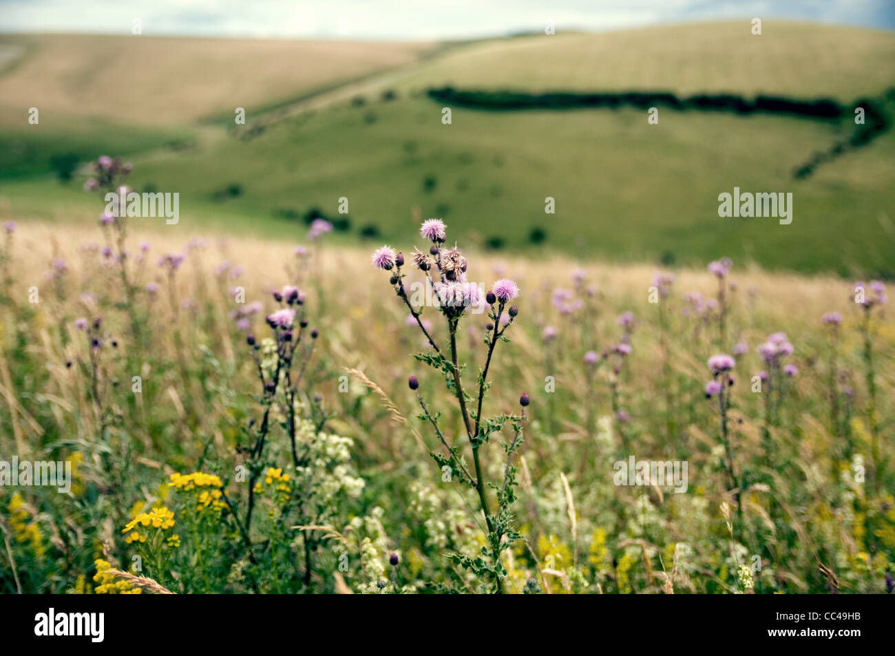 Close up of flowers with rolling fields in the background Stock Photo ...