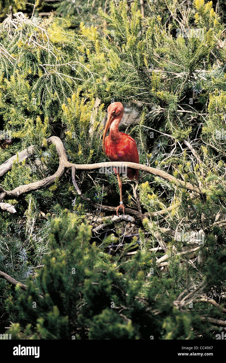 Amazon Bird Scarlet Ibis (Eudocimus Ruber Stock Photo - Alamy