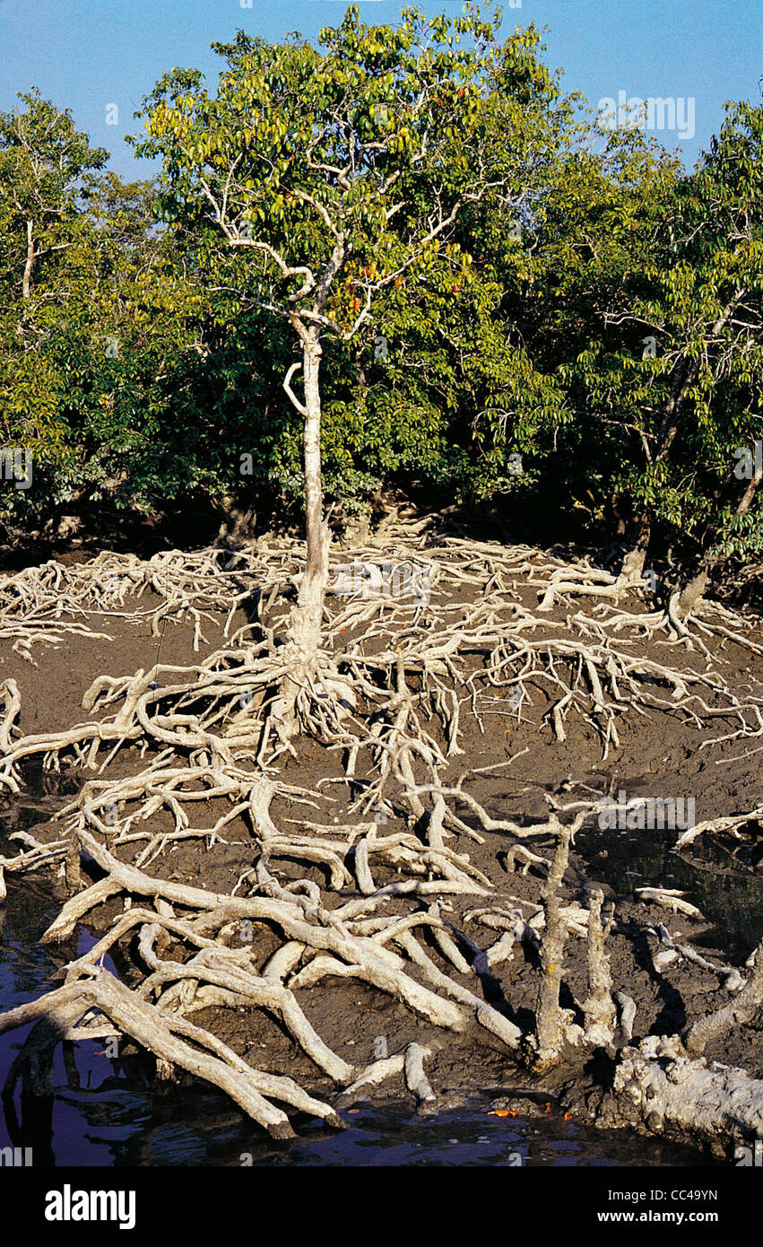 Rhizophora sp hi-res stock photography and images - Alamy