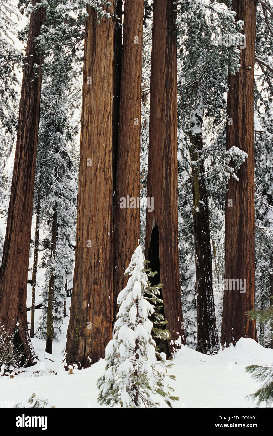 Trees: Taxodiacee Giant Sequoia (Sequoiadendron Giganteum) Appearance ...