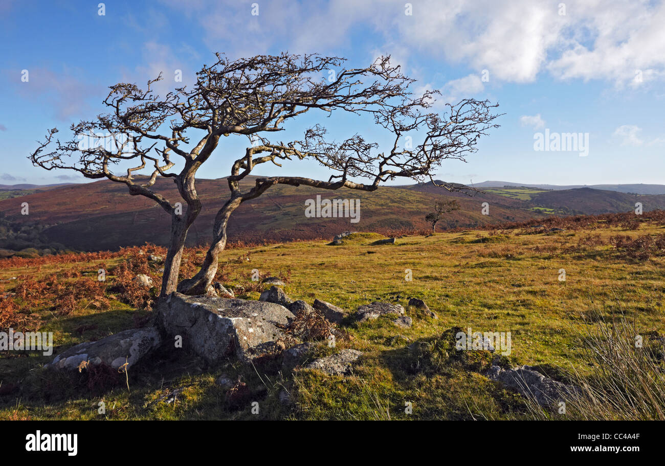 Windswept Tree High Resolution Stock Photography and Images - Alamy