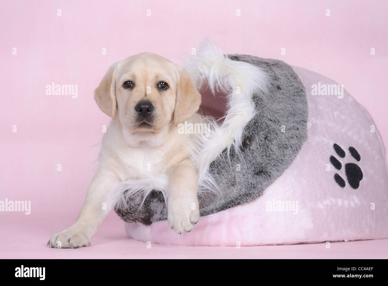 Labrador puppy at pink background Stock Photo - Alamy