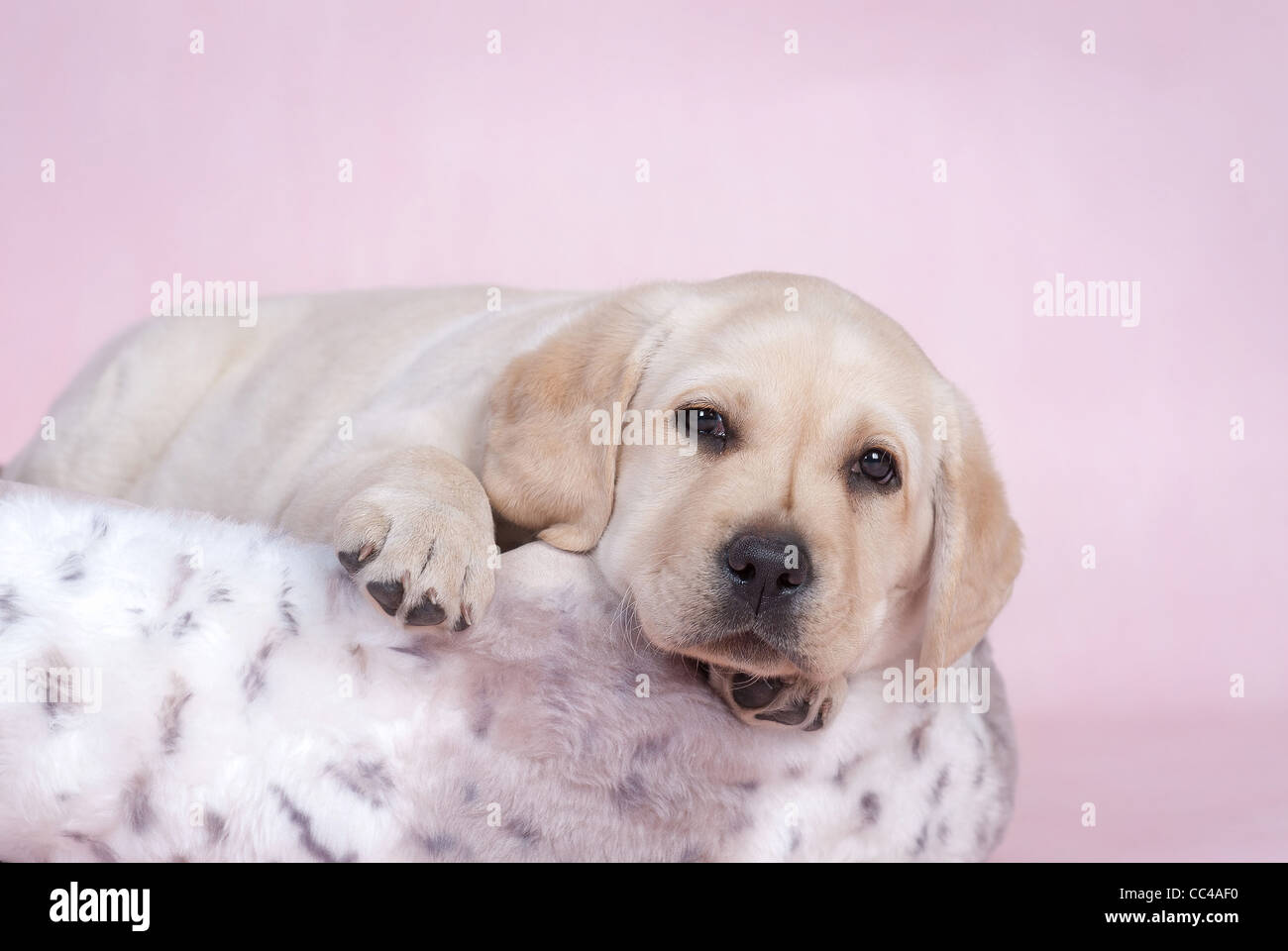 Labrador puppy at pink background Stock Photo - Alamy