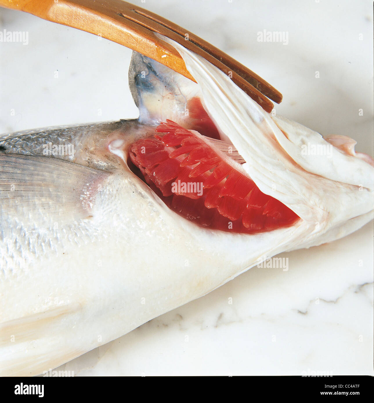 Cuisine: How To Recognize Fresh Fish (1 Stock Photo - Alamy
