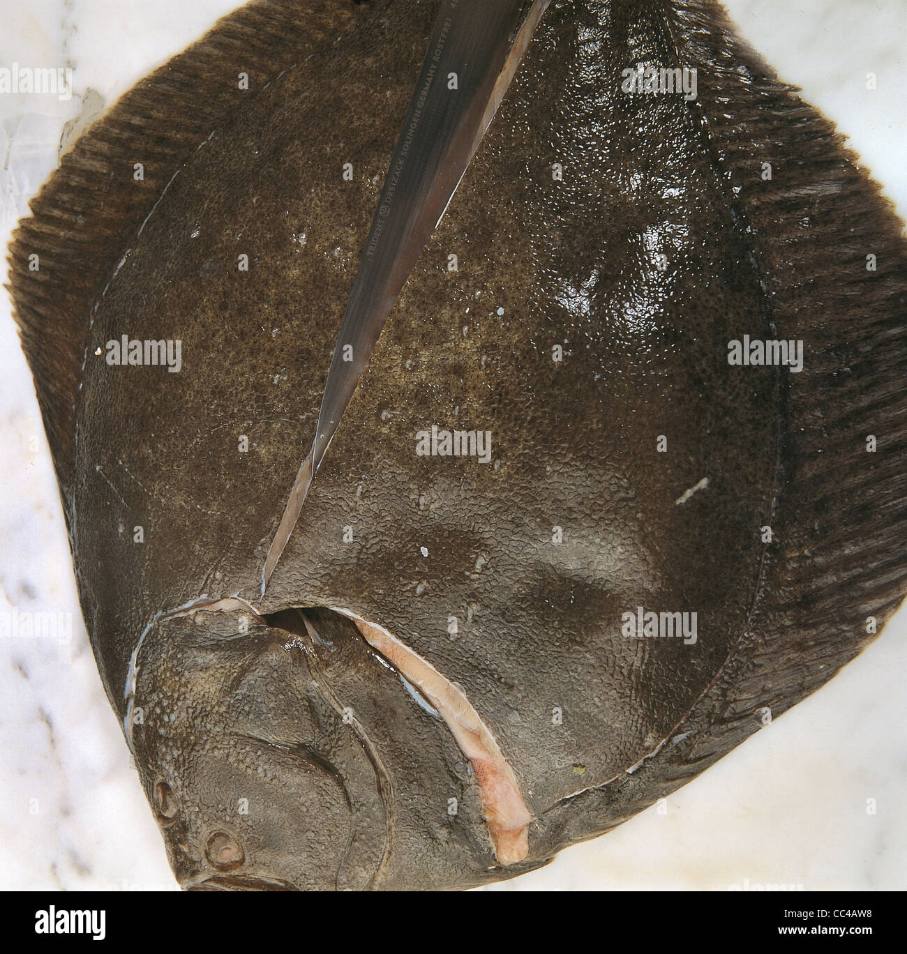 How to fillet turbot 2 hi-res stock photography and images - Alamy