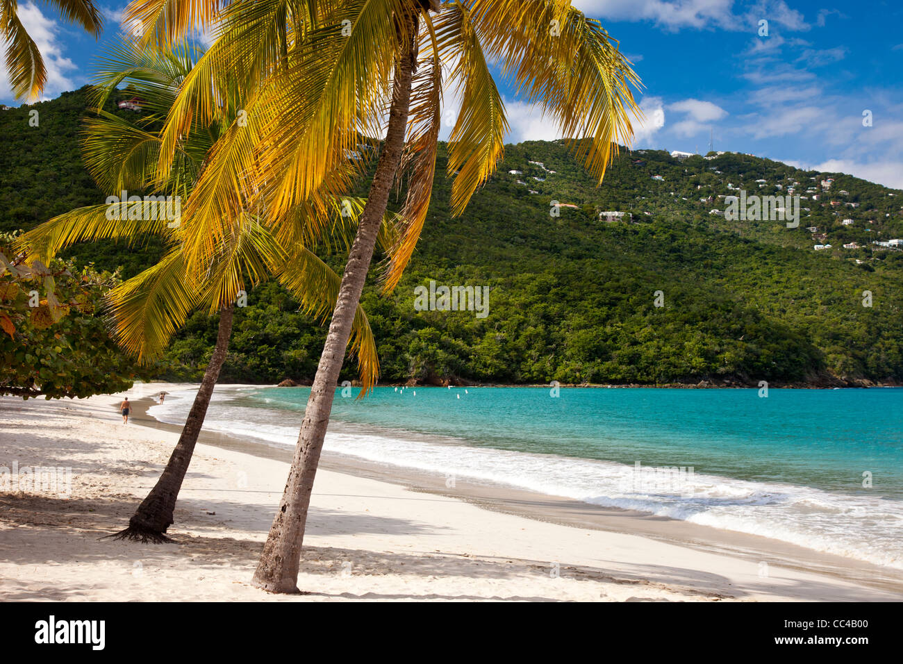 Palm trees and white sandy beach at Megan's Bay on St. Thomas, US ...