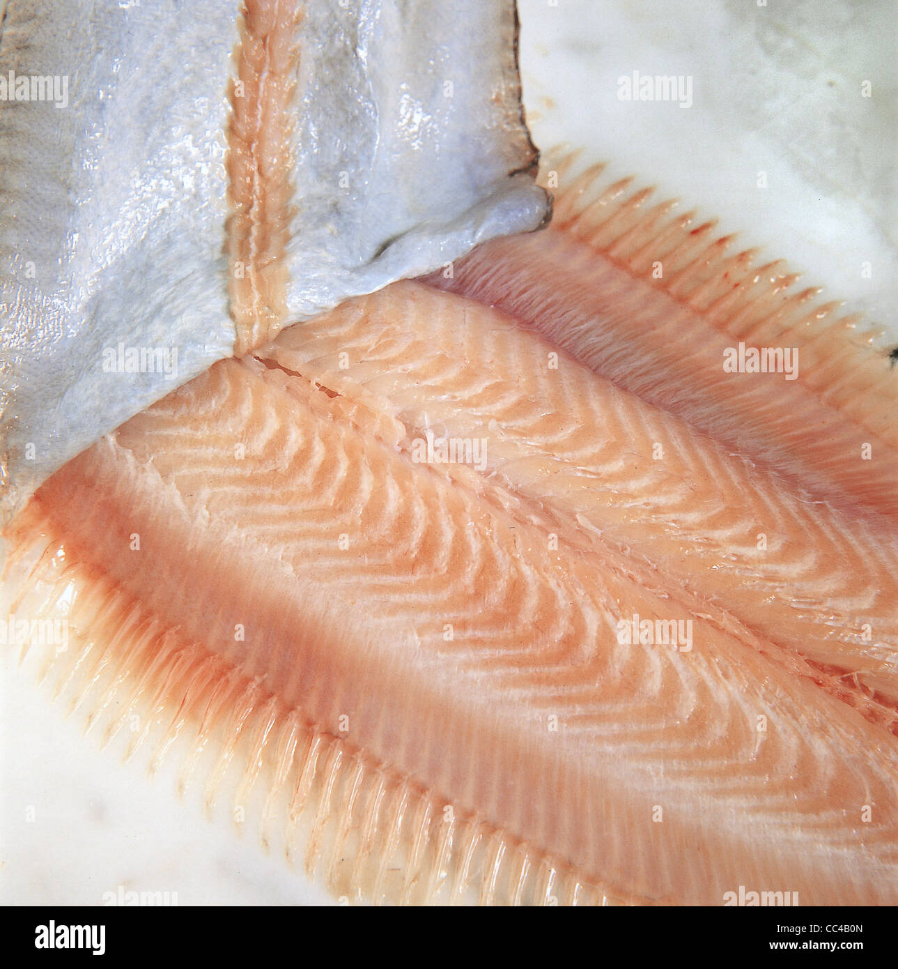 How to fillet the sole 2 hi-res stock photography and images - Alamy