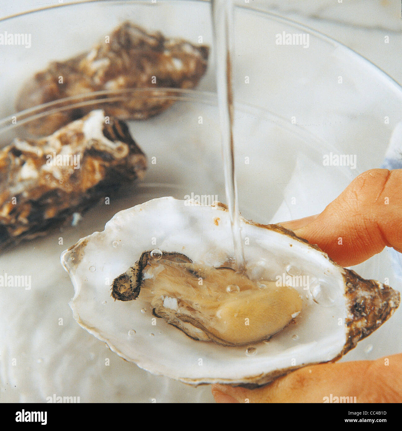 How to open oysters 1 hi-res stock photography and images - Alamy
