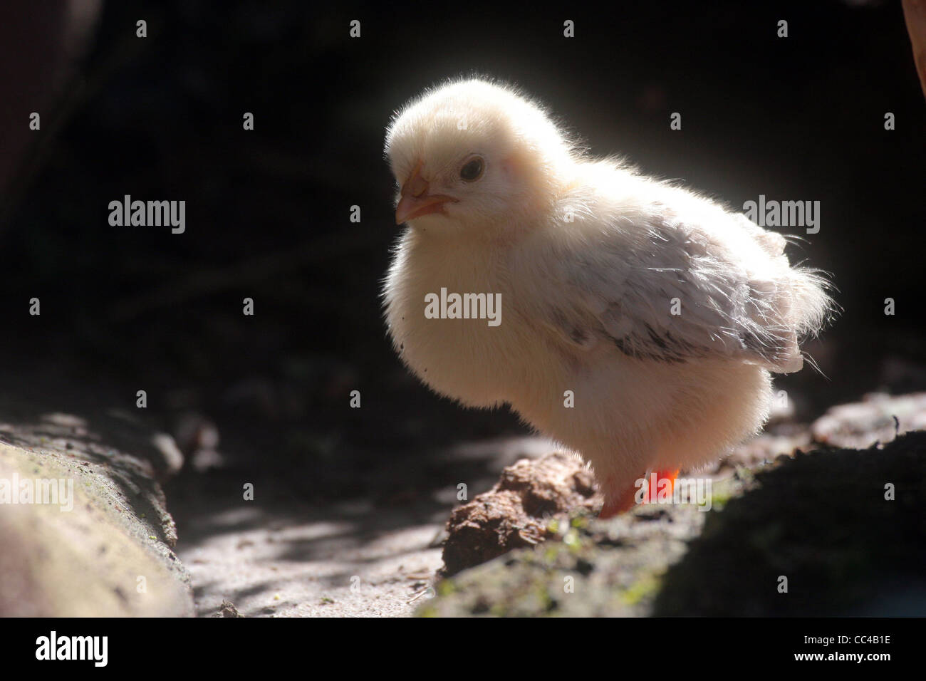 Chicken nest hatching hi-res stock photography and images - Alamy