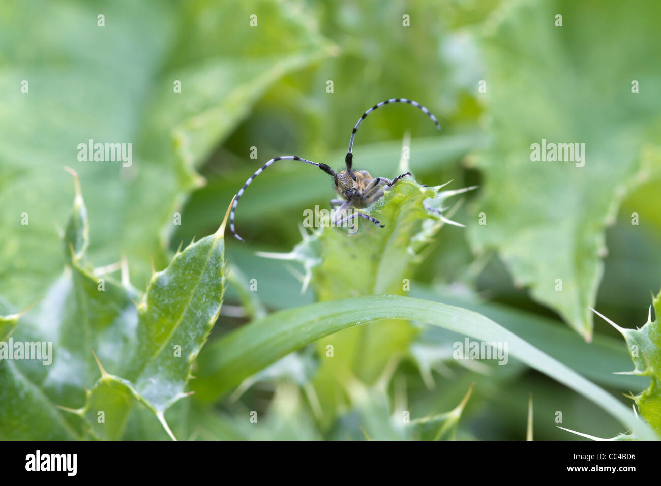 Beetle ( Agapanthia villosoviridescens ) peeping over a leaf Stock ...
