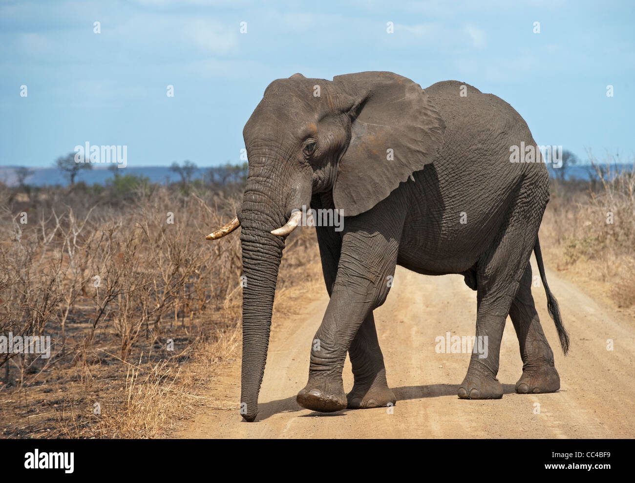 An African Elephant walking across a road Stock Photo - Alamy