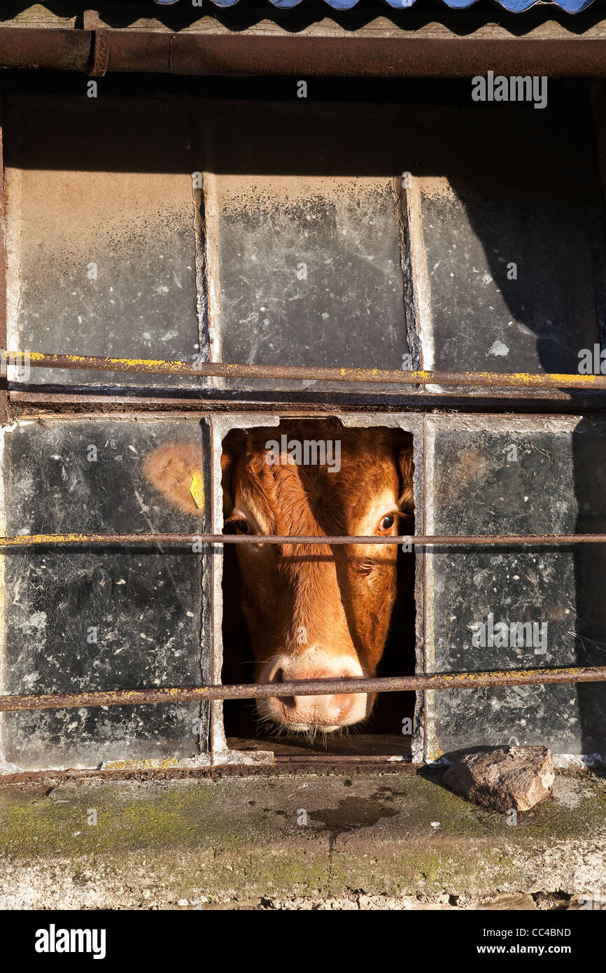 Out wintering cows High Resolution Stock Photography and Images - Alamy